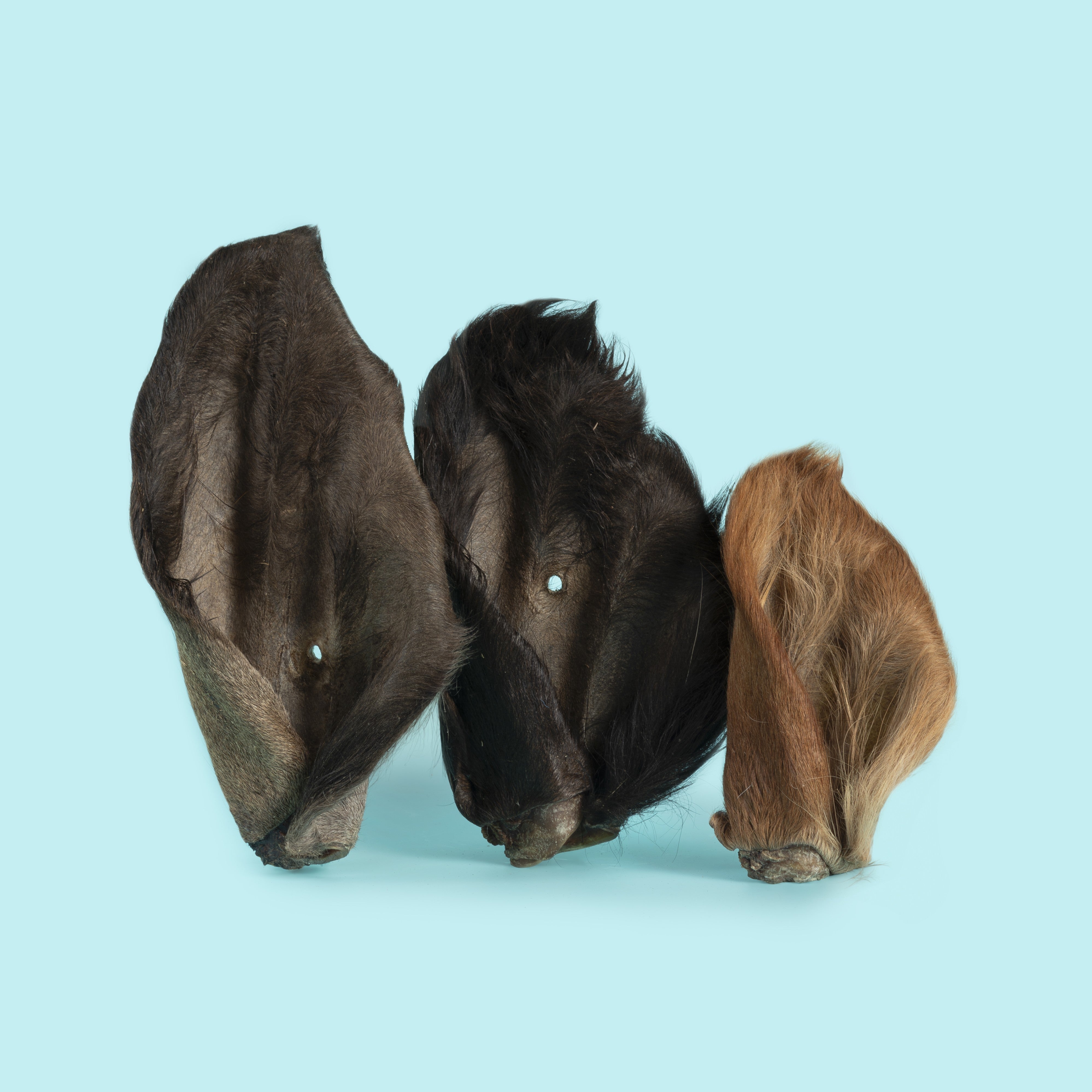 Furry Cow Ear with Fur - Natural Gut & Dental Health Chew for Dogs ...